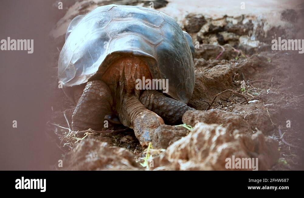 Tortoise foraging Stock Videos & Footage - HD and 4K Video Clips - Alamy