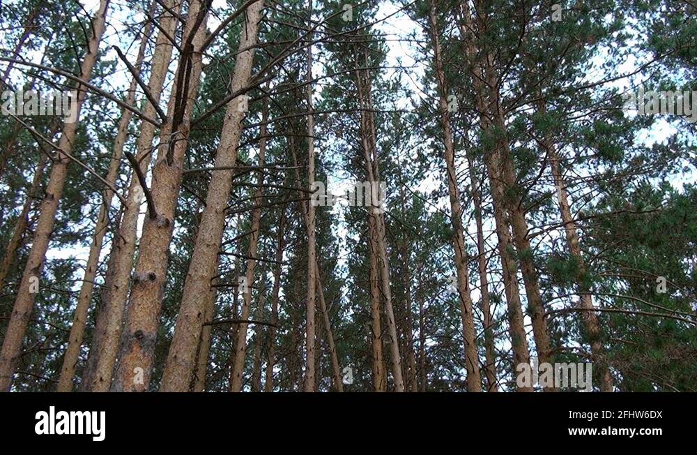 Cross with crucifix in place of execution of Elizabeth Feodorovna Stock ...