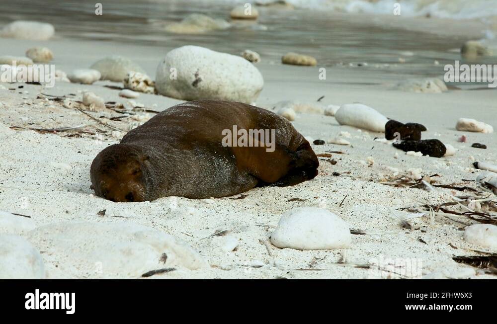 Nap on the beach Stock Videos & Footage - HD and 4K Video Clips - Alamy