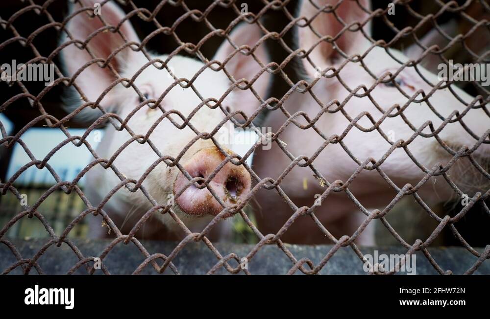 Two small white piglets in a pigsty, piglets behind a metal mesh, pig ...