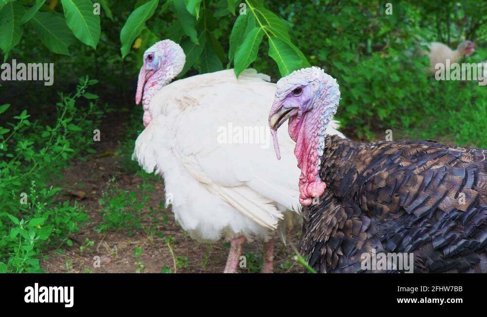 Give the bird Stock Videos & Footage - HD and 4K Video Clips - Alamy