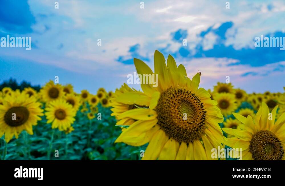 Sunflower patch Stock Videos & Footage - HD and 4K Video Clips - Alamy