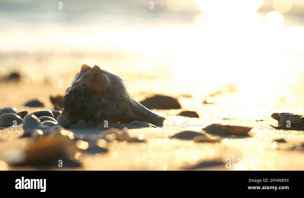 Glistening shells Stock Videos & Footage - HD and 4K Video Clips - Alamy