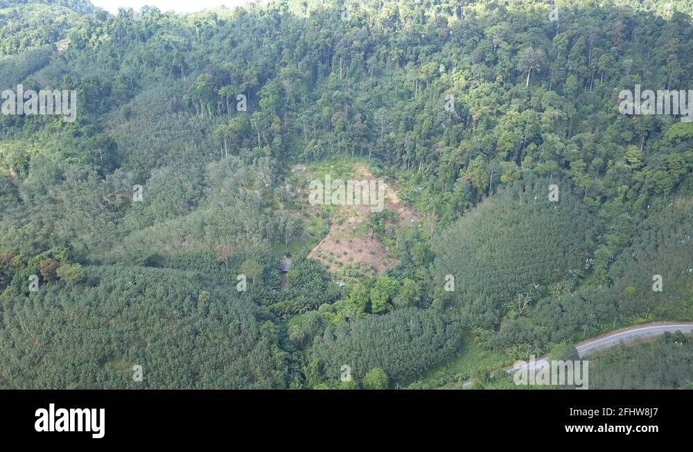 Rainforest deforestation asia Stock Videos & Footage - HD and 4K Video ...