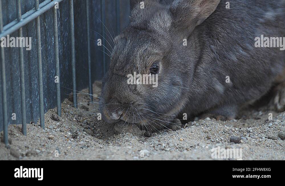 Rabbits eating plants Stock Videos & Footage - HD and 4K Video Clips ...