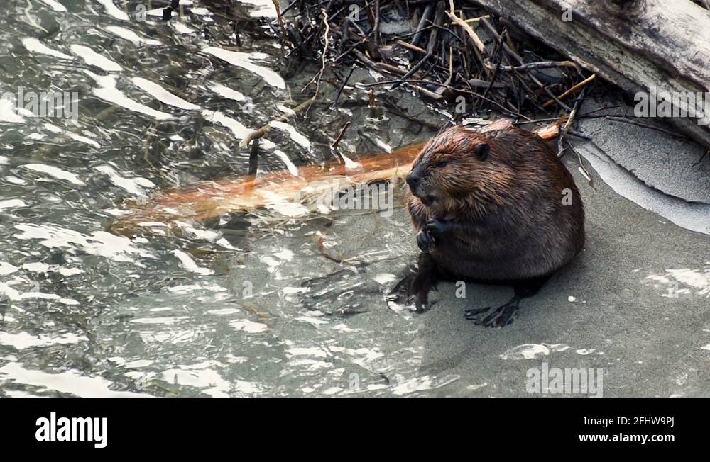 Beaver fat Stock Videos & Footage - HD and 4K Video Clips - Alamy