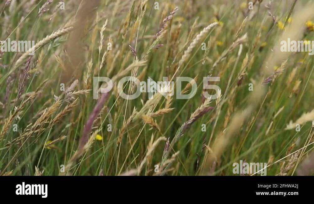 Field hq Stock Videos & Footage - HD and 4K Video Clips - Alamy