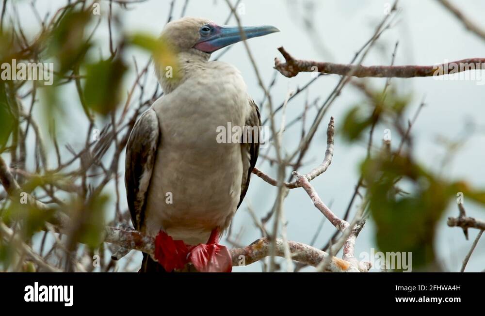 Red footed bird Stock Videos & Footage - HD and 4K Video Clips - Alamy