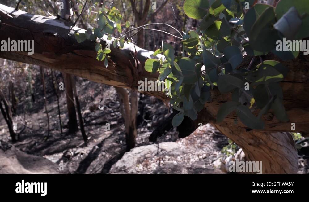Gum tree regrowth after bushfire Stock Videos & Footage - HD and 4K ...