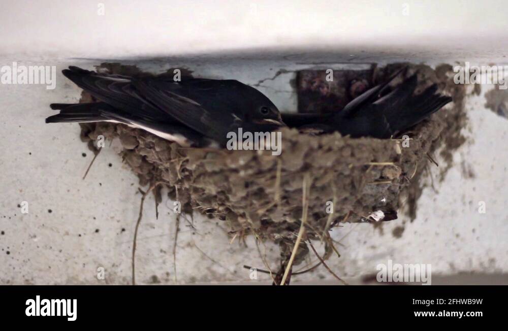 Martin birds Stock Videos & Footage - HD and 4K Video Clips - Alamy