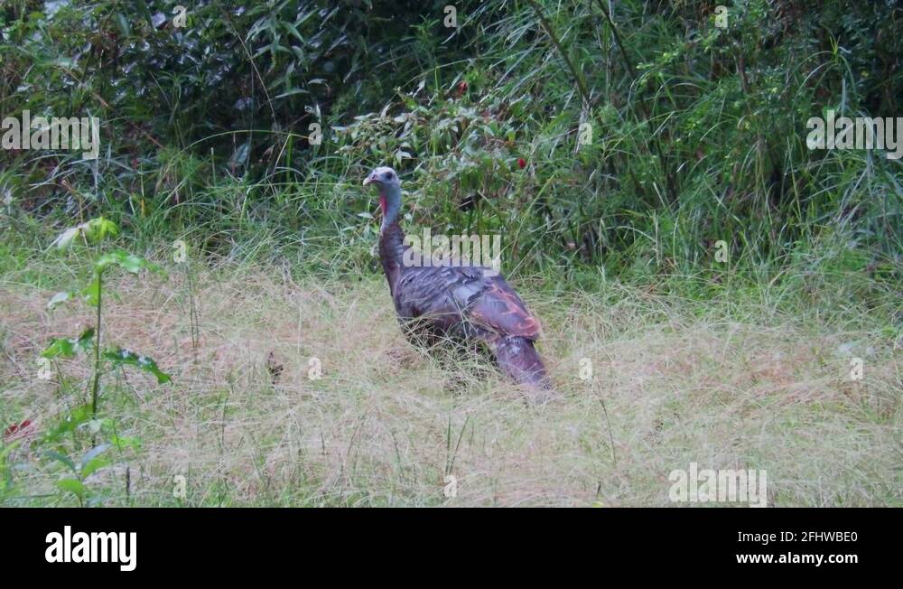 Turkey eating in open field Stock Videos & Footage - HD and 4K Video ...