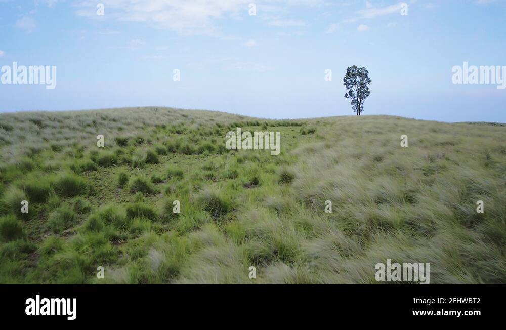 Tree fly Stock Videos & Footage - HD and 4K Video Clips - Alamy