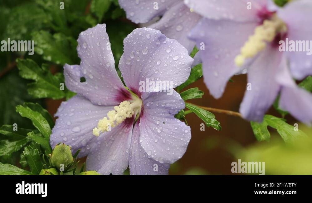 Sharon flower Stock Videos & Footage - HD and 4K Video Clips - Alamy