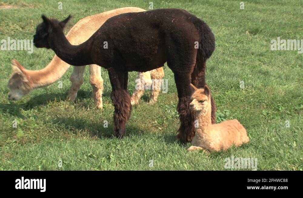 Do not feed the alpacas Stock Videos & Footage - HD and 4K Video Clips ...
