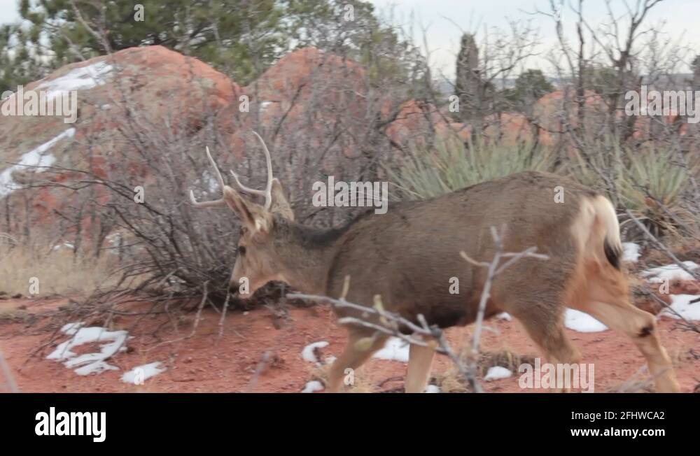 Spike buck Stock Videos & Footage - HD and 4K Video Clips - Alamy