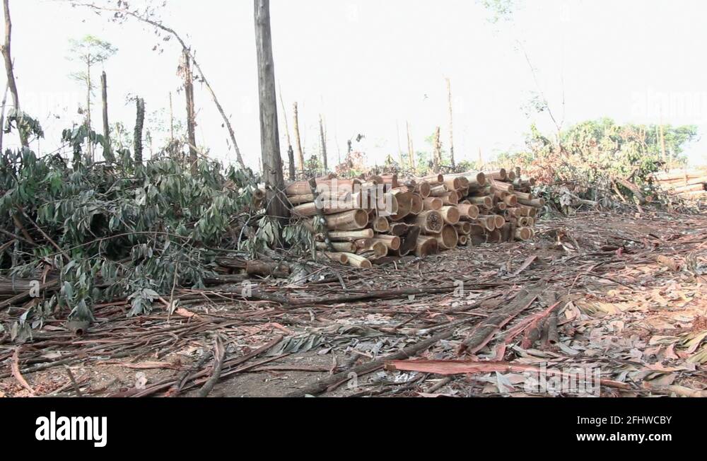 Cutting trees india deforestation Stock Videos & Footage - HD and 4K ...