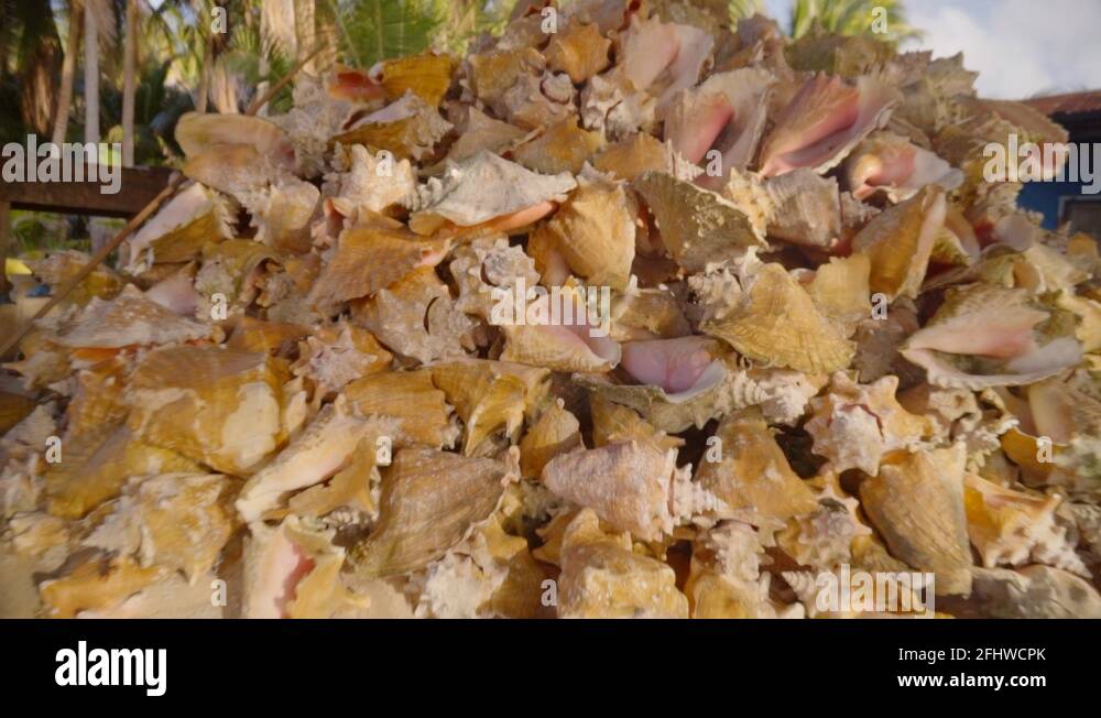 Conch texture Stock Videos & Footage - HD and 4K Video Clips - Alamy