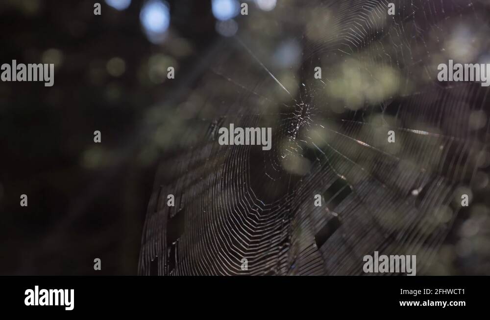 Rain forest spiders Stock Videos & Footage - HD and 4K Video Clips - Alamy