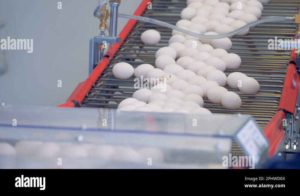 Egg collecting belt Stock Videos & Footage - HD and 4K Video Clips - Alamy