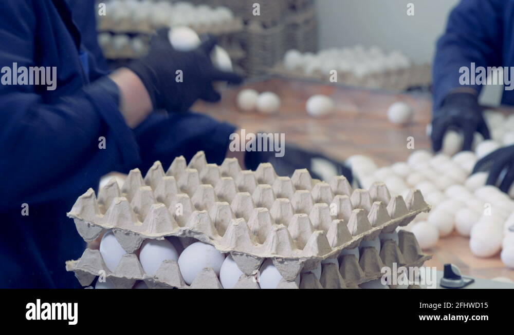 Eggs packaging carton Stock Videos & Footage - HD and 4K Video Clips ...