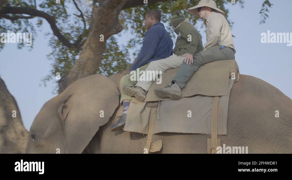 Tourist riding on elephant Stock Videos & Footage - HD and 4K Video ...