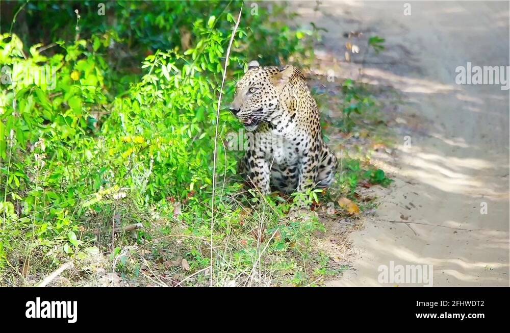 Wildlife marks Stock Videos & Footage - HD and 4K Video Clips - Alamy