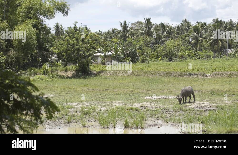 Philippines carabao Stock Videos & Footage - HD and 4K Video Clips - Alamy