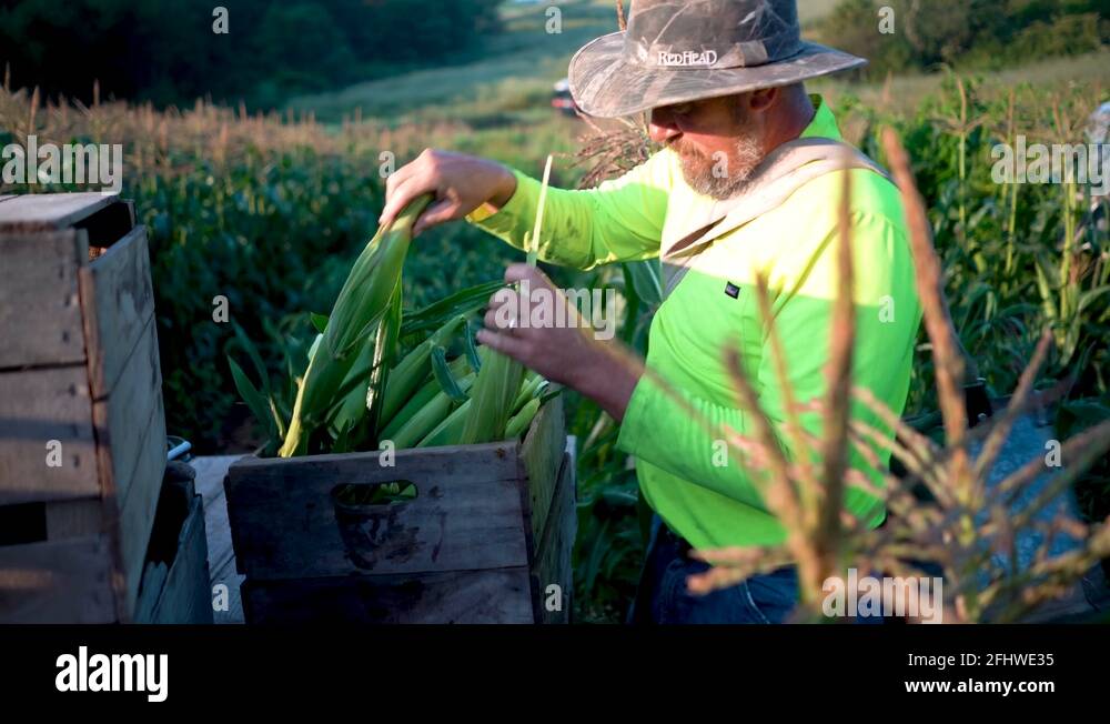 Sorting corn Stock Videos & Footage - HD and 4K Video Clips - Alamy