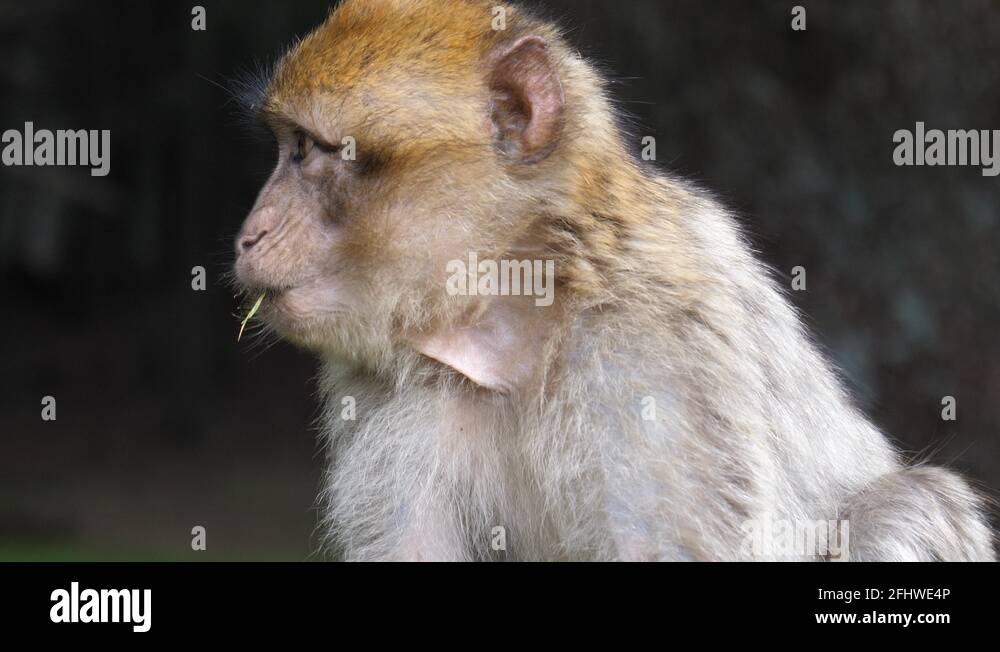 Close up from a barbary ape eating at Cèdre Gouraud Forest Stock Video ...