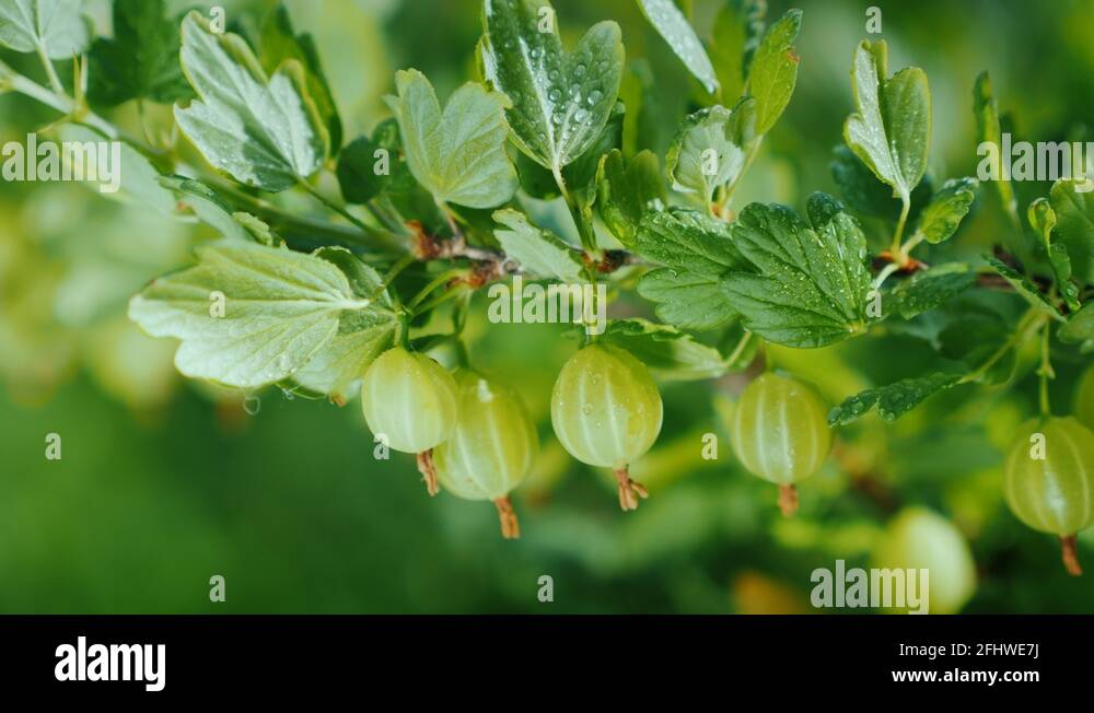 Farming of gooseberry Stock Videos & Footage - HD and 4K Video Clips ...