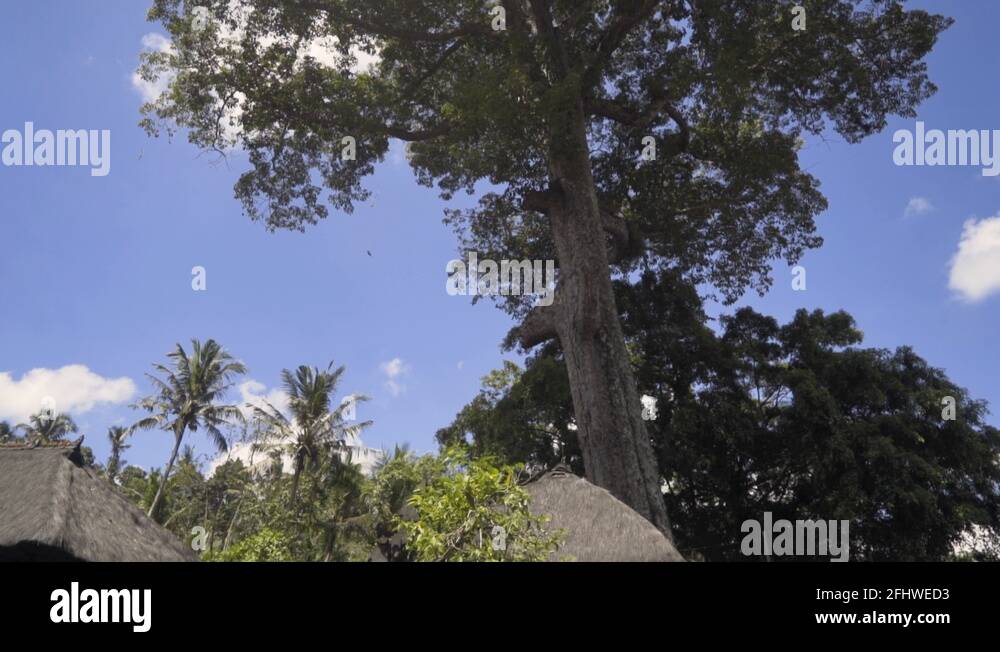 Tall tree at Goa Gajah Temple or Elephant Cave in Ubud, Bali, Indonesia ...