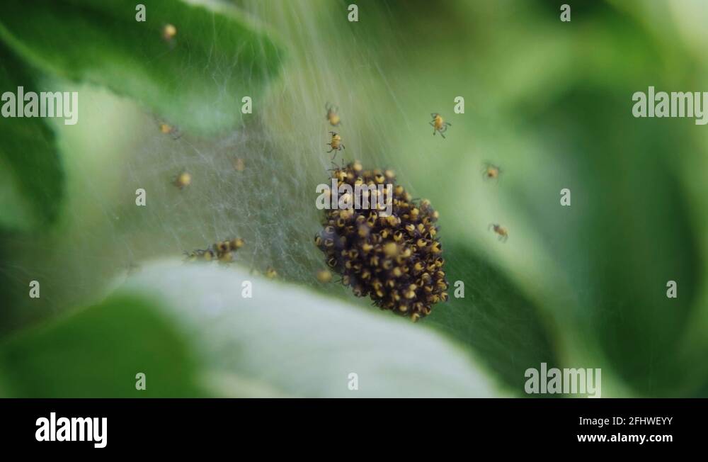 Baby spiders in nature in Stock Videos & Footage - HD and 4K Video ...