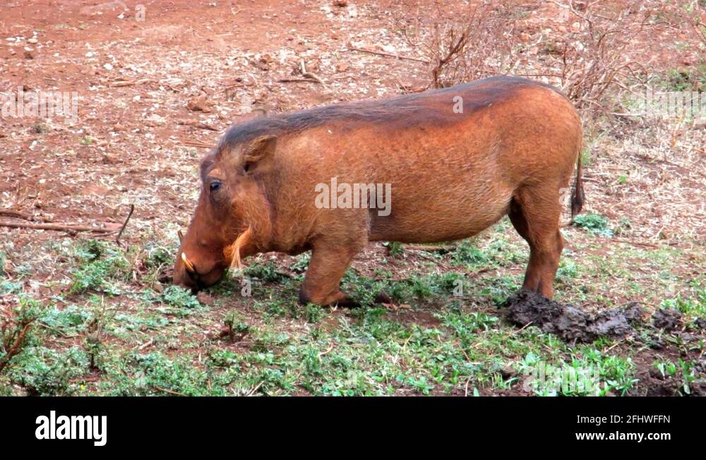 Pumba Stock Videos & Footage - HD and 4K Video Clips - Alamy