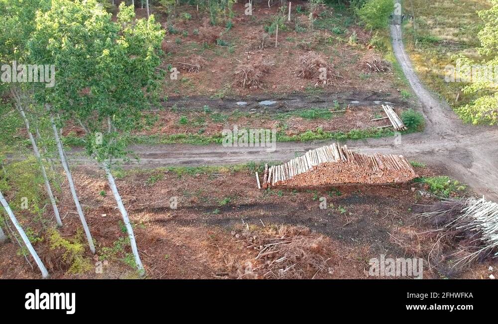 Logged tree Stock Videos & Footage - HD and 4K Video Clips - Alamy