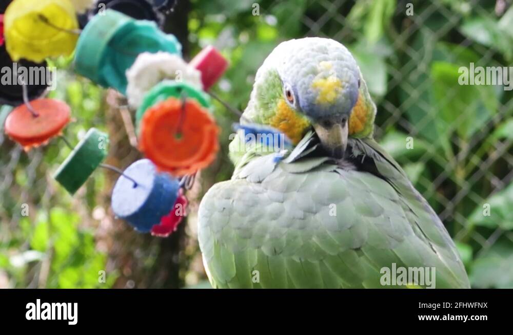 Monkey parrot Stock Videos & Footage - HD and 4K Video Clips - Alamy