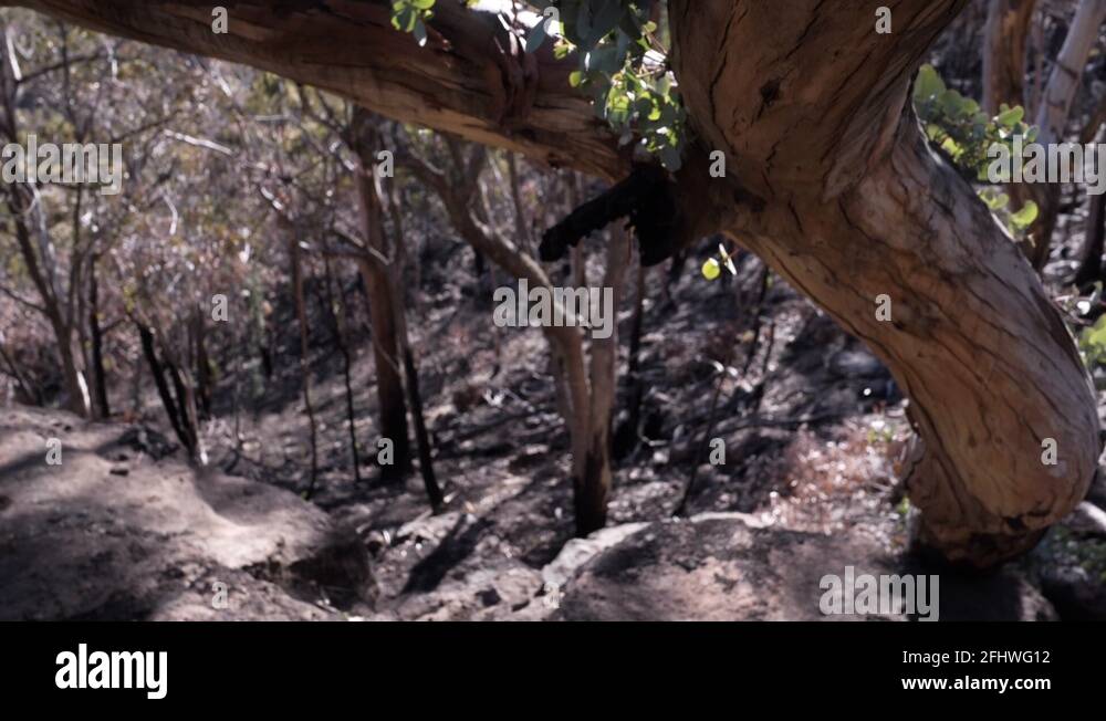 Eucalyptus gum tree fire australia Stock Videos & Footage - HD and 4K ...