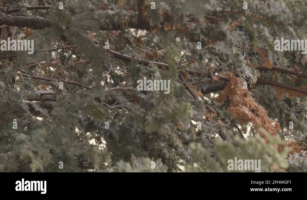 Sag tree Stock Videos & Footage - HD and 4K Video Clips - Alamy