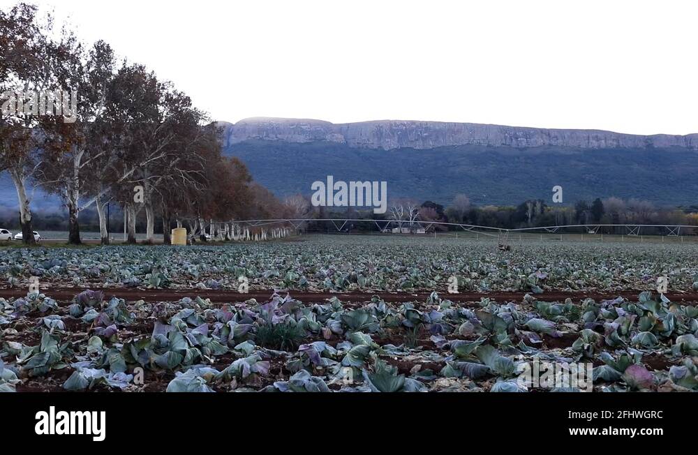 Cabage field Stock Videos & Footage - HD and 4K Video Clips - Alamy