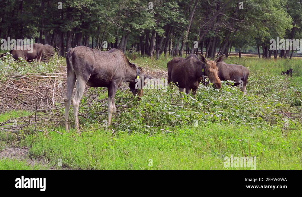 Moose russia Stock Videos & Footage - HD and 4K Video Clips - Alamy