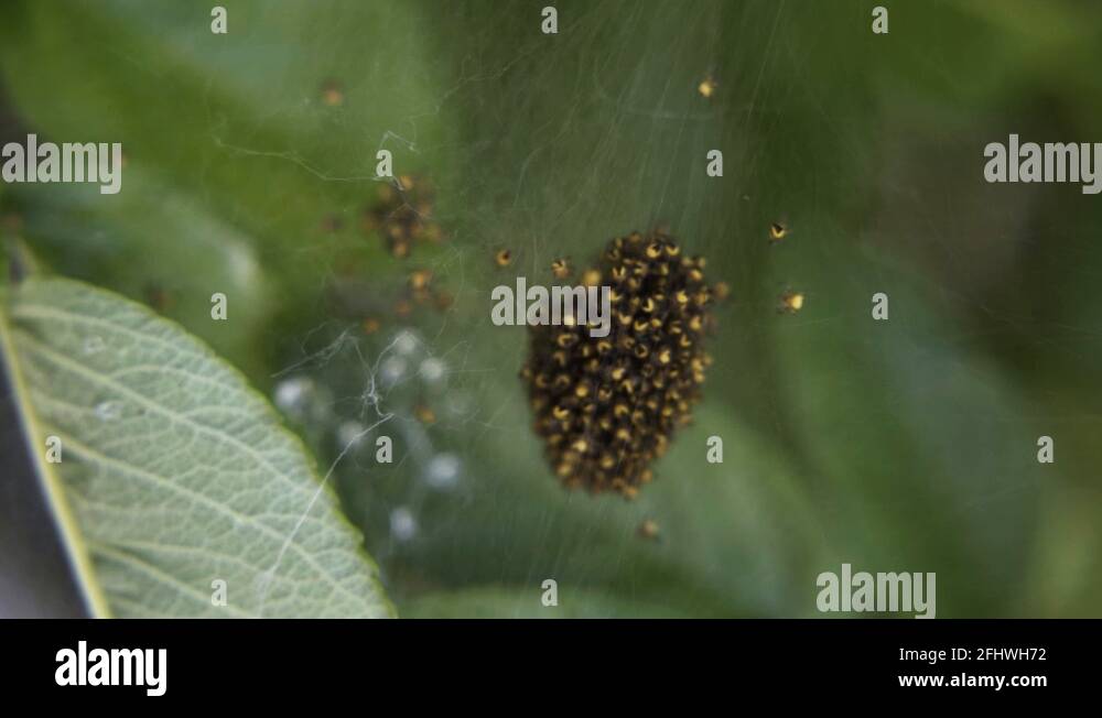 Cute spiders Stock Videos & Footage - HD and 4K Video Clips - Alamy