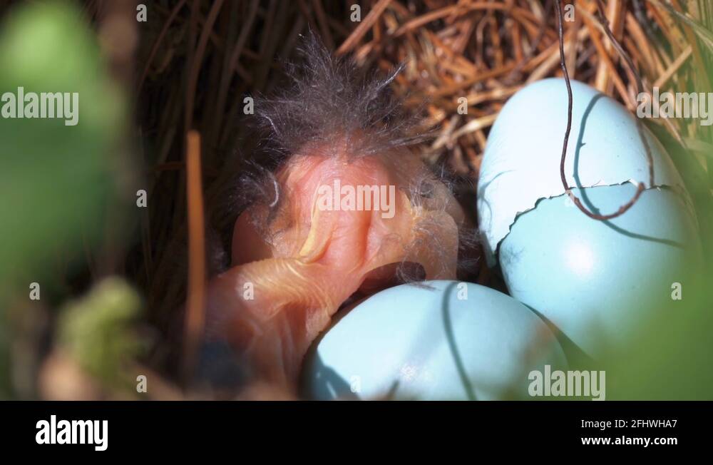 Baby birding Stock Videos & Footage - HD and 4K Video Clips - Alamy