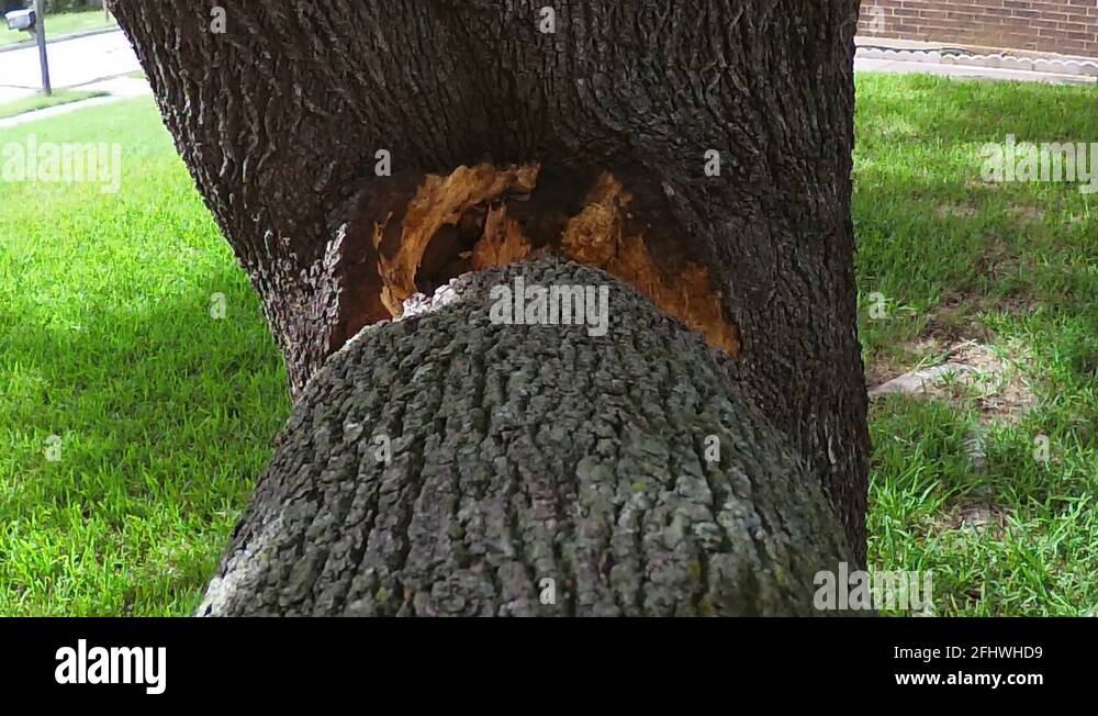Broken trunk Stock Videos & Footage - HD and 4K Video Clips - Alamy
