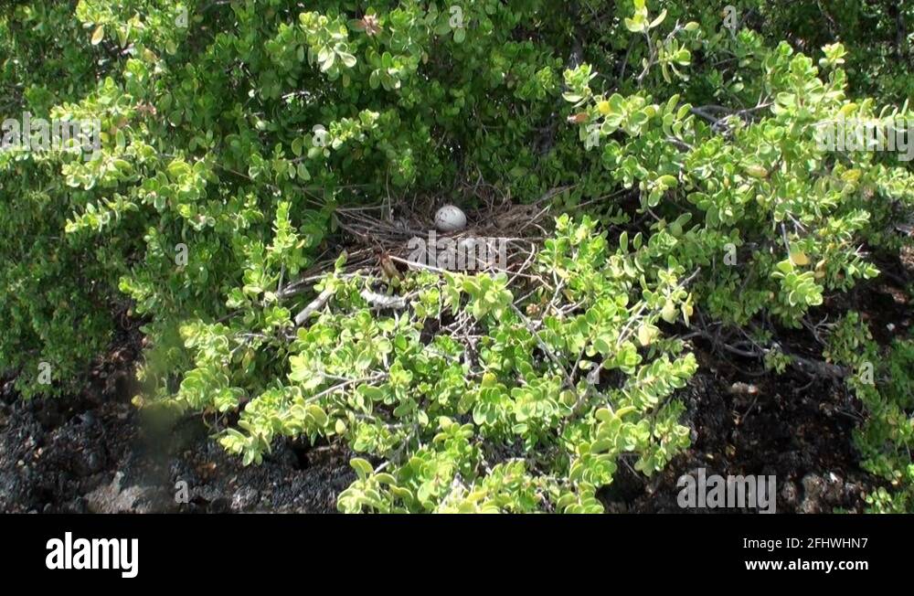 Nest egg tree Stock Videos & Footage - HD and 4K Video Clips - Alamy