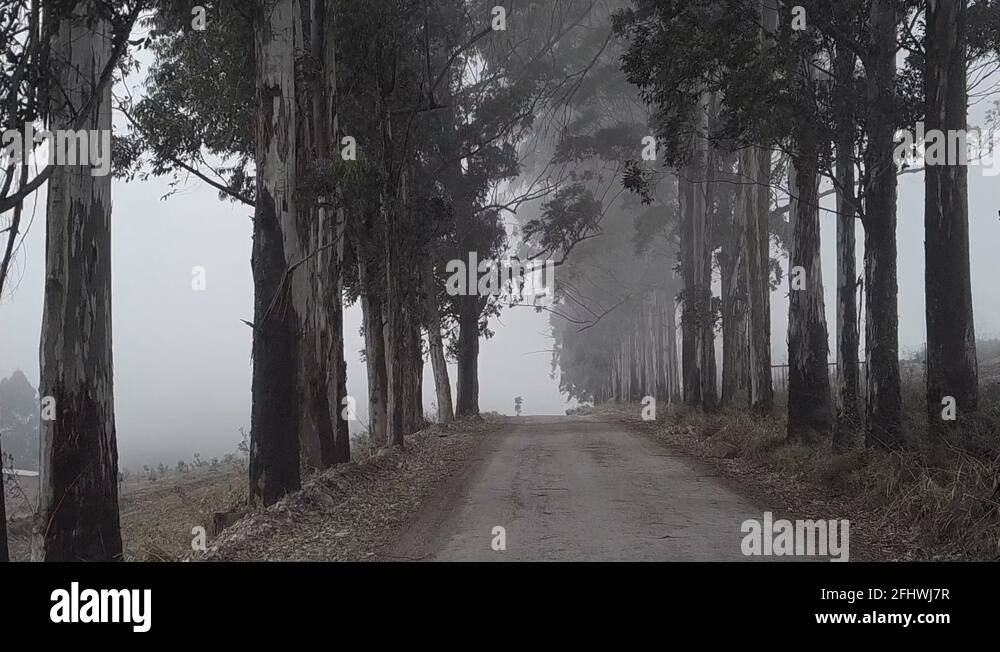 Trees with mist Stock Videos & Footage - HD and 4K Video Clips - Alamy