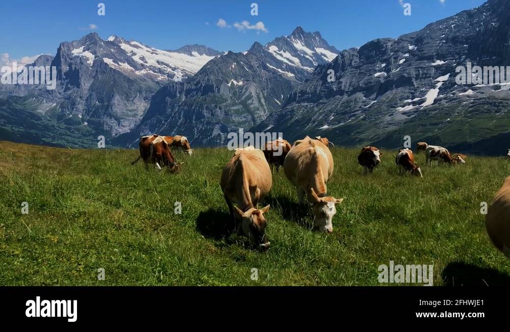 Swiss wildlife Stock Videos & Footage - HD and 4K Video Clips - Alamy
