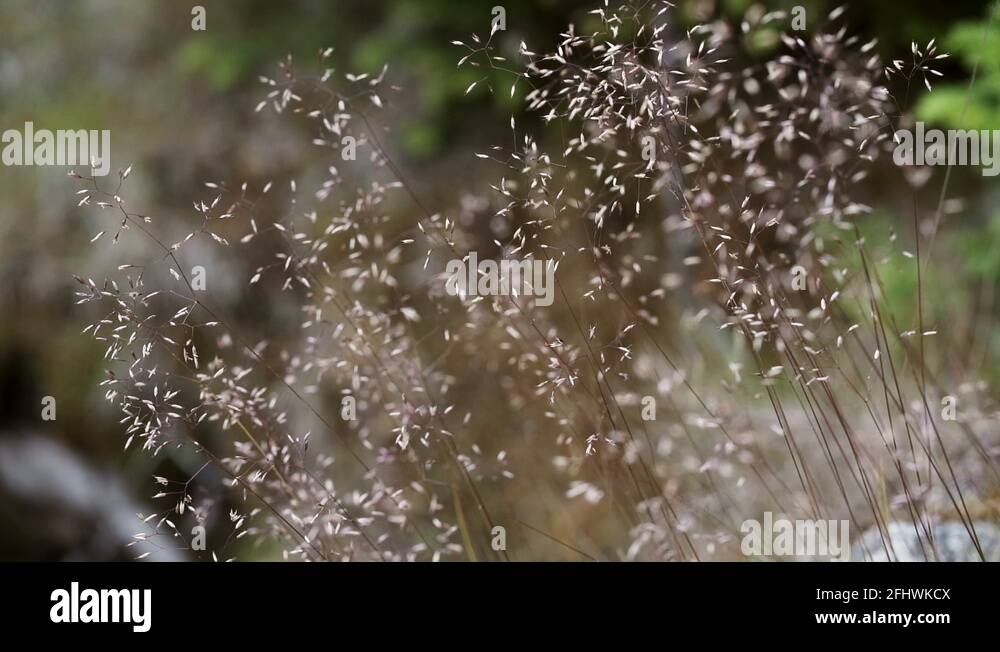 Wild cereal grains Stock Videos & Footage - HD and 4K Video Clips - Alamy
