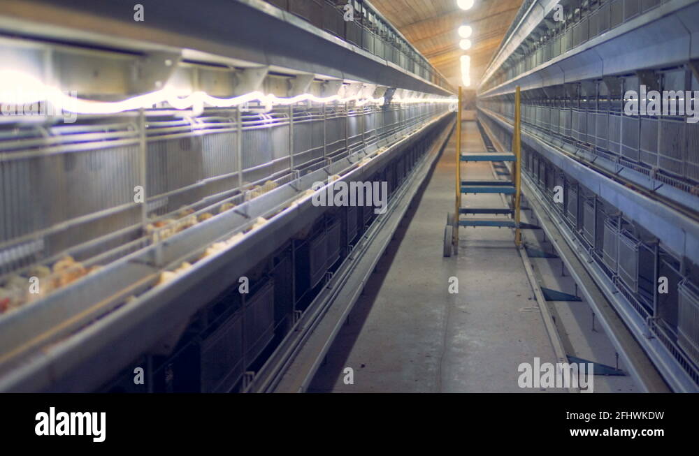 Poultry unit Stock Videos & Footage - HD and 4K Video Clips - Alamy