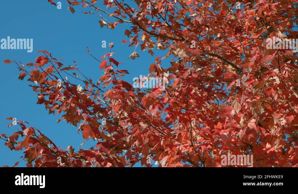 Red fall foliage Stock Videos & Footage - HD and 4K Video Clips - Alamy