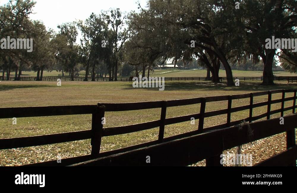 Horse farm breeding fence Stock Videos & Footage - HD and 4K Video ...