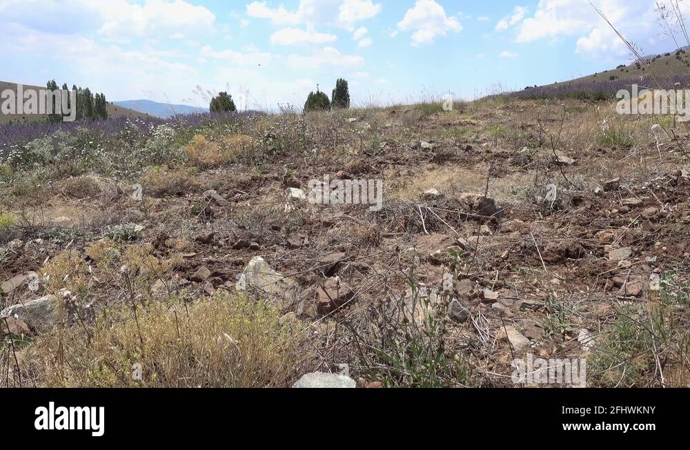Dry land poor vegetation Stock Videos & Footage - HD and 4K Video Clips ...